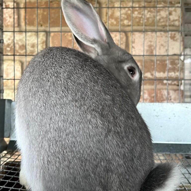 Current TAMUK Rabbits Available – East Texas Farm and Tree Nursery