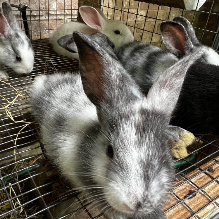 Current TAMUK Rabbits Available – East Texas Farm and Tree Nursery