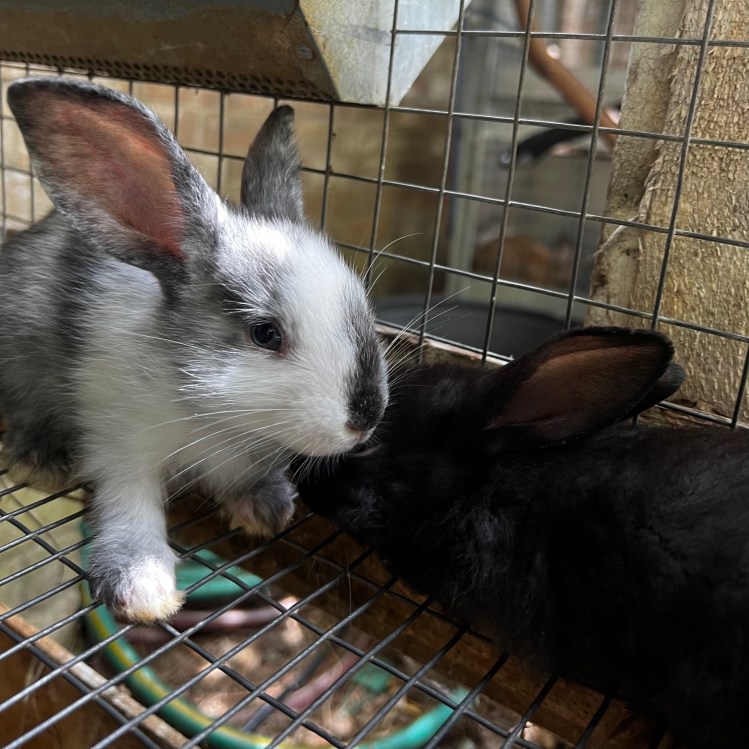 Current TAMUK Rabbits Available – East Texas Farm and Tree Nursery