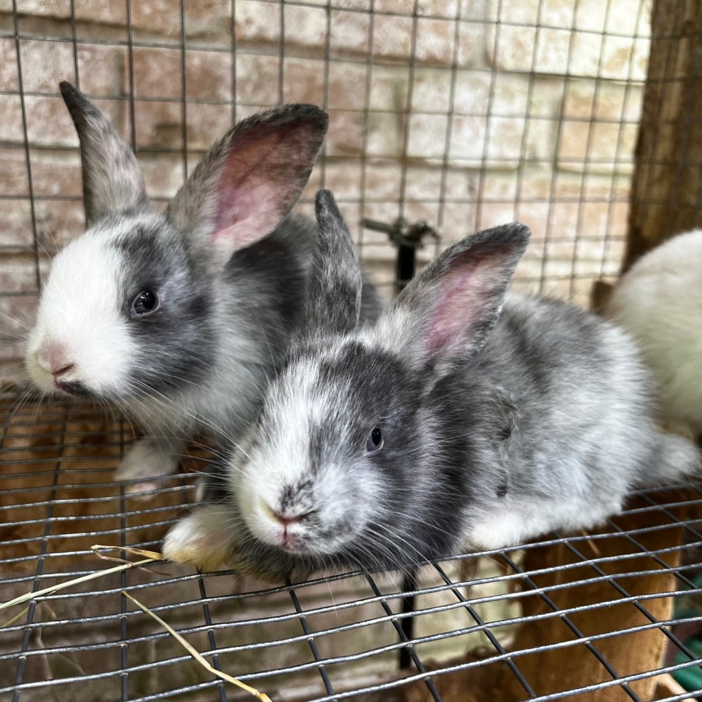 Current TAMUK Rabbits Available – East Texas Farm and Tree Nursery
