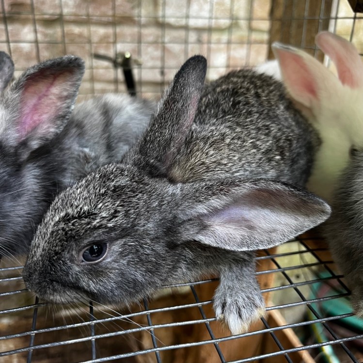 Current TAMUK Rabbits Available – East Texas Farm and Tree Nursery