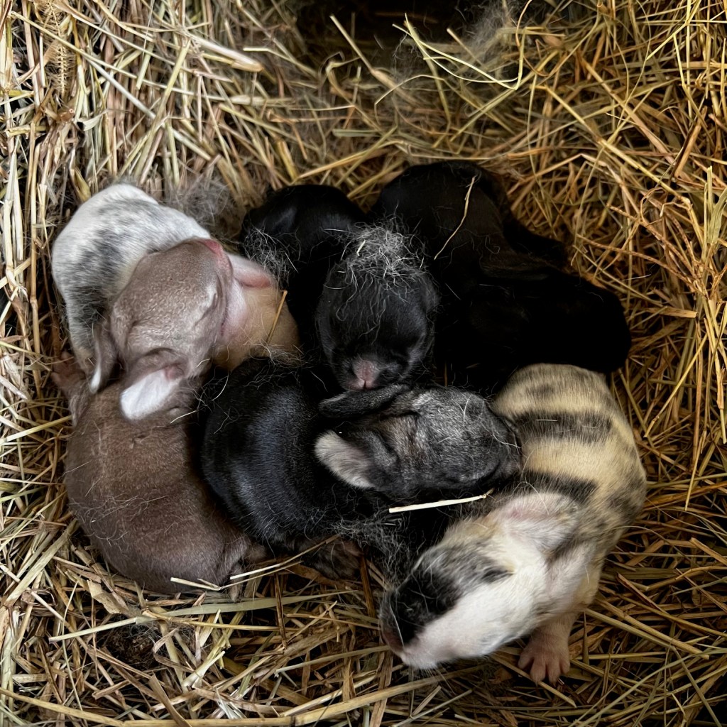 Current TAMUK Rabbits Available – TAMUK Rabbits | Honey | Beeswax Products