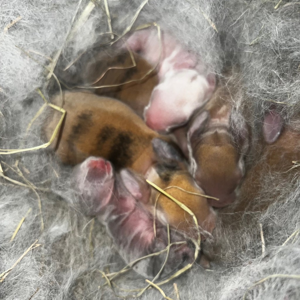 Current TAMUK Rabbits Available – TAMUK Rabbits | Honey | Beeswax Products