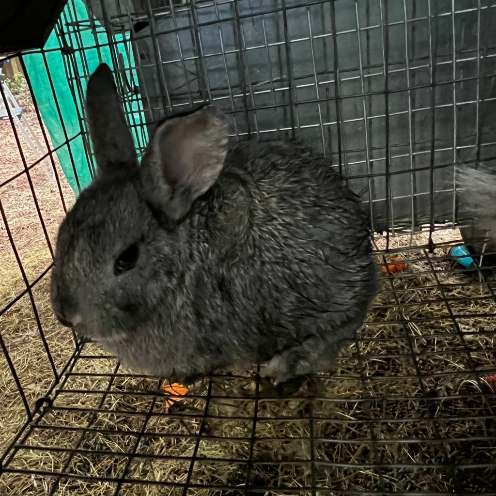 Current TAMUK Rabbits Available – TAMUK Rabbits | Honey | Beeswax Products
